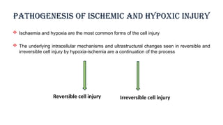 mechanism of cell injury.pptx important when cell inury occure it is ...