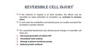mechanism of cell injury.pptx important when cell inury occure it is ...