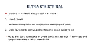 mechanism of cell injury.pptx important when cell inury occure it is ...