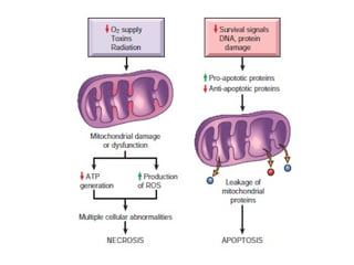 Mechanism of Cell Injury - Pathology powerpoint | PPTX