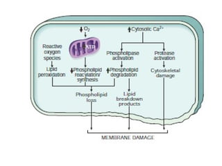 Mechanism of Cell Injury - Pathology powerpoint | PPTX