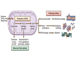 Mechanism of Cell Injury - Pathology powerpoint | PPTX