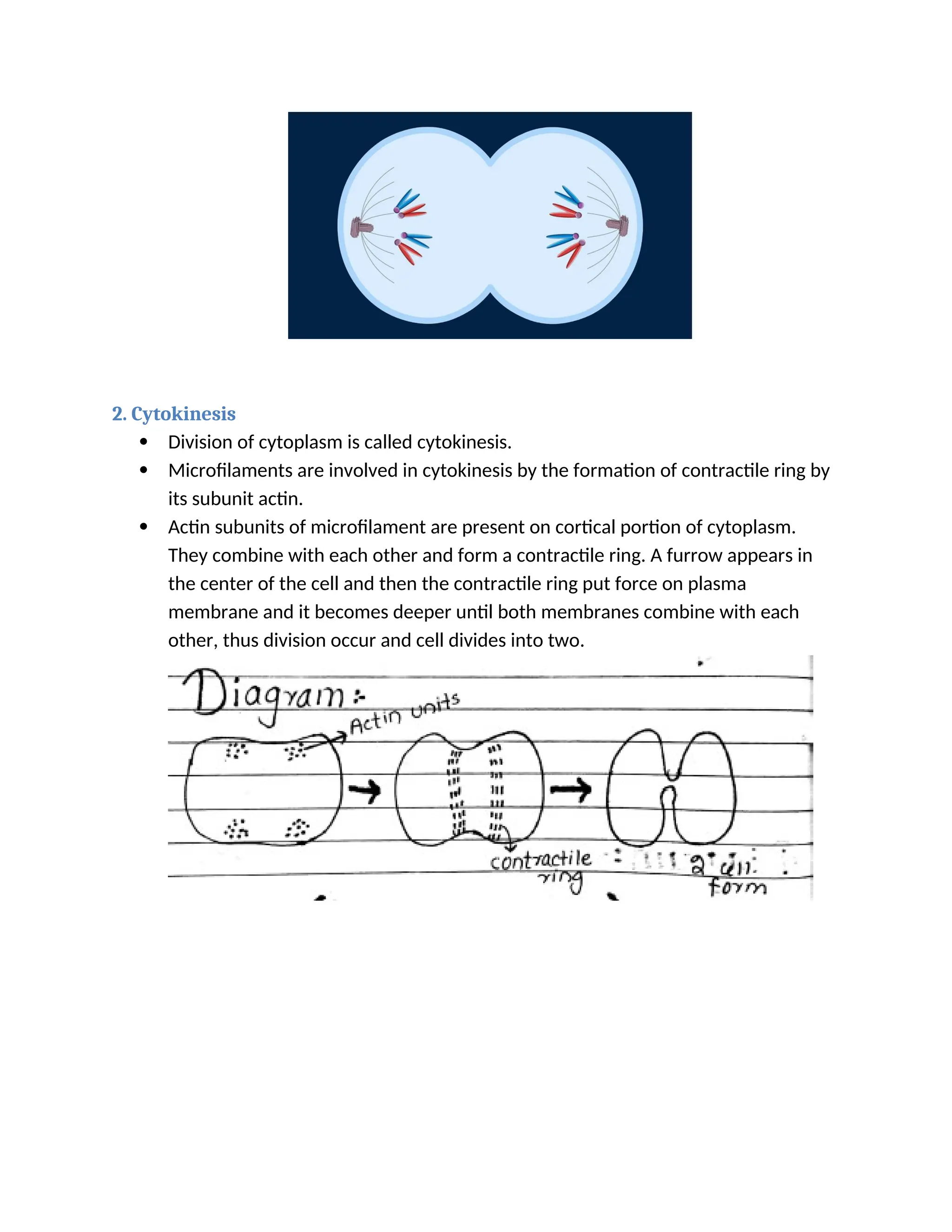 Mechanism of cleavage - Developmental Biology.docx