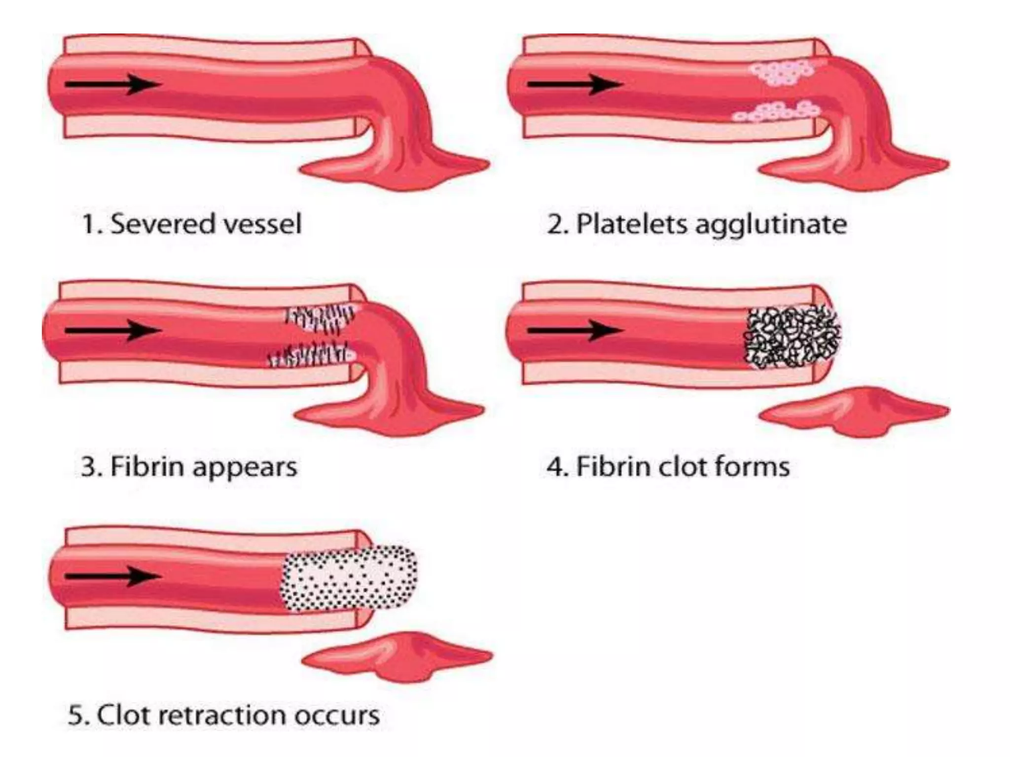 Mechanism of clotting | PPTX