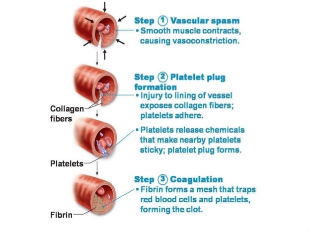 Mechanism of clotting