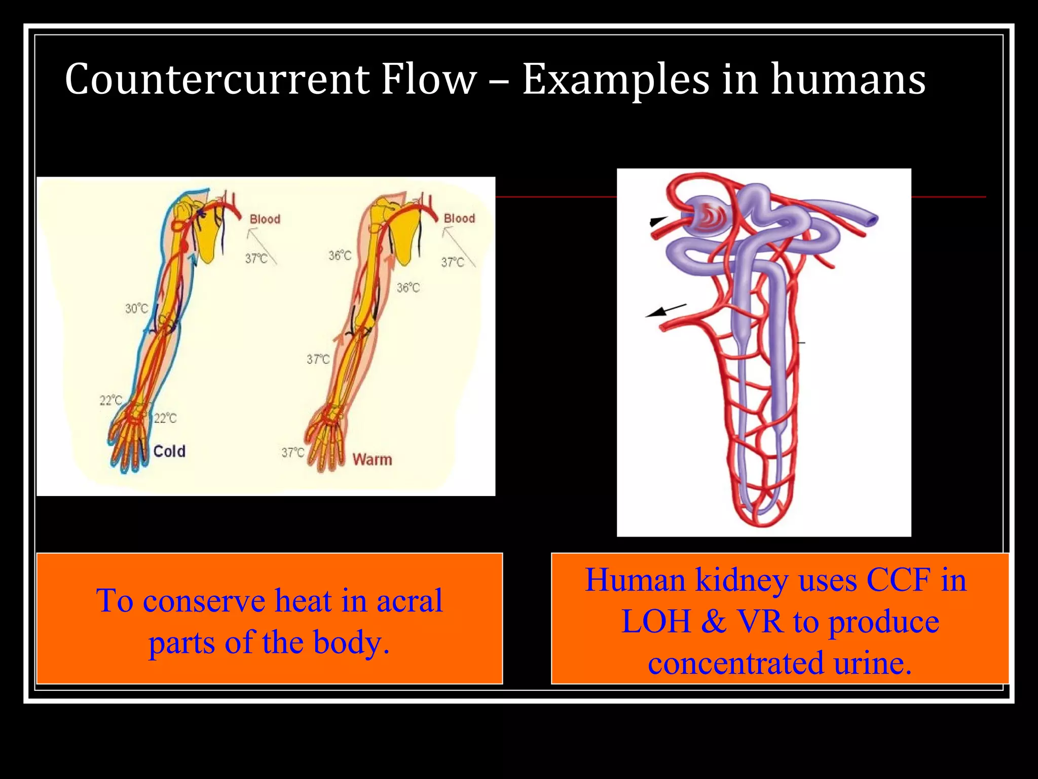 MECHANISM OF CONCENTRATION OF URINE | PPT