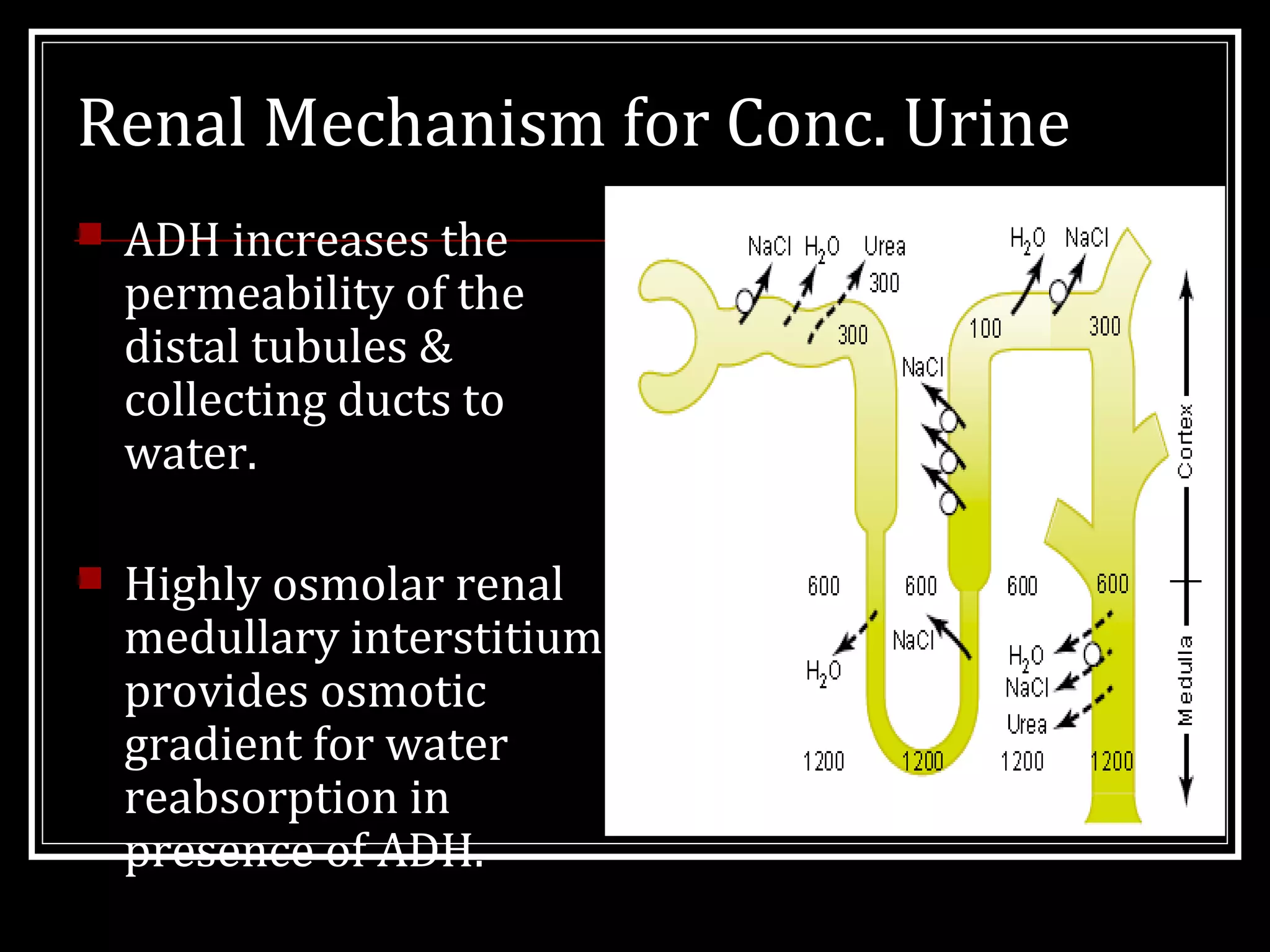 MECHANISM OF CONCENTRATION OF URINE | PPT