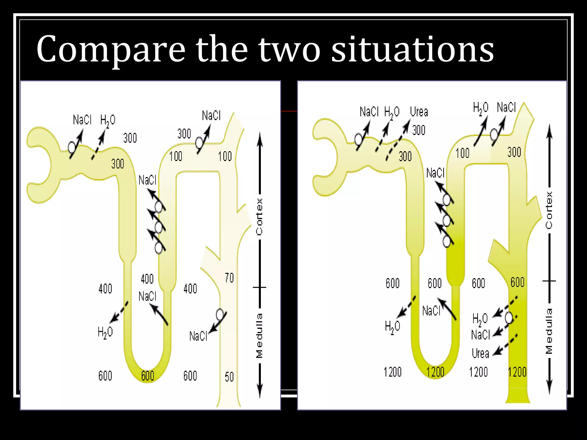 MECHANISM OF CONCENTRATION OF URINE | PPT