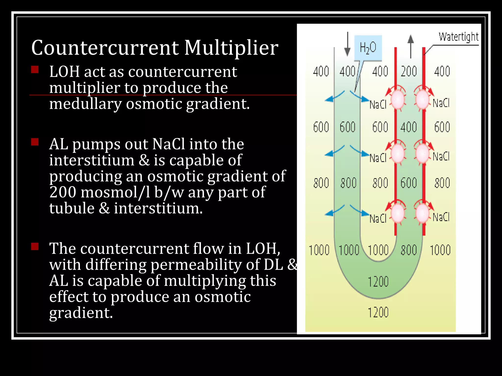 MECHANISM OF CONCENTRATION OF URINE | PPT