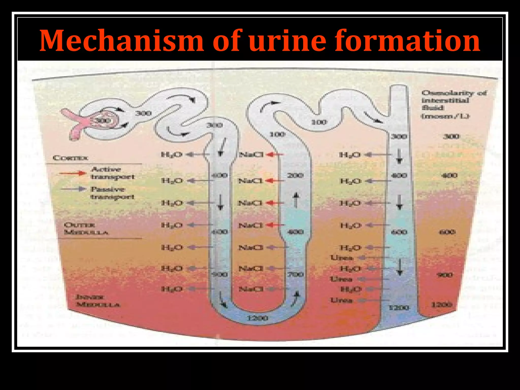 MECHANISM OF CONCENTRATION OF URINE | PPT