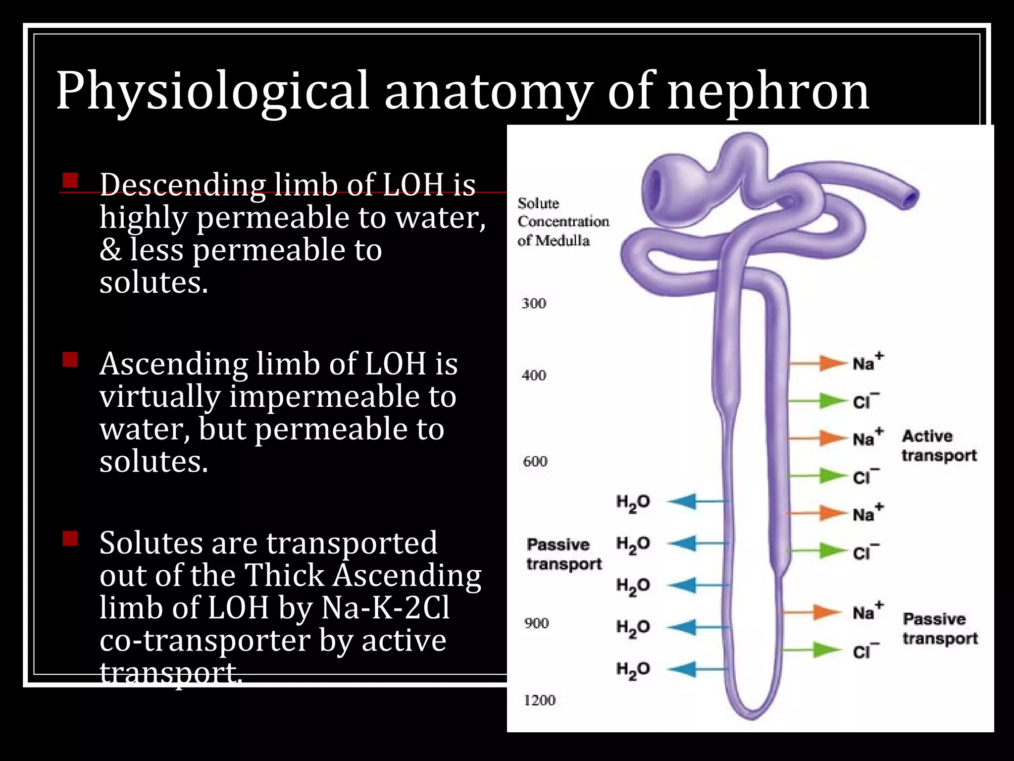 MECHANISM OF CONCENTRATION OF URINE | PPT