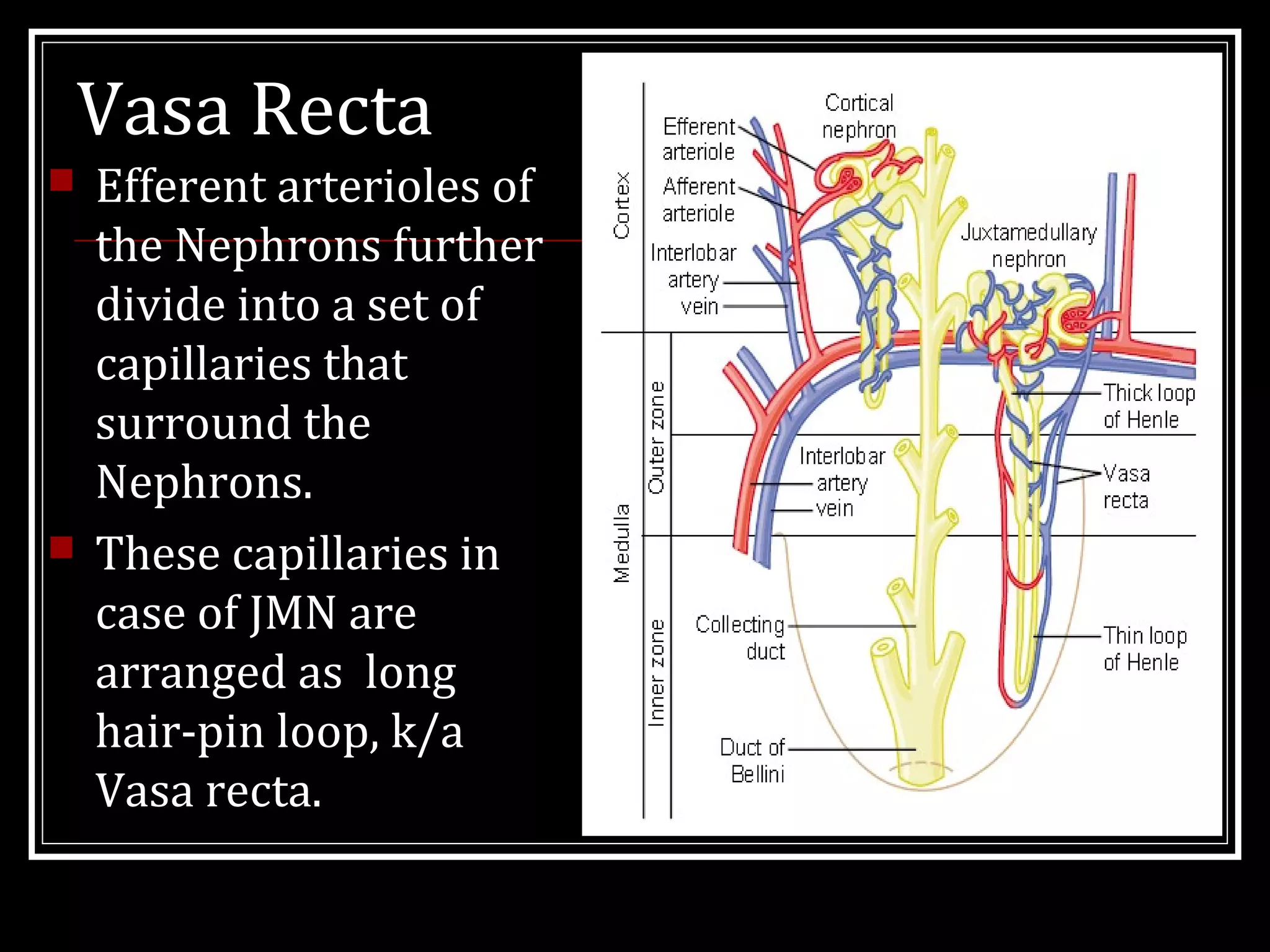 MECHANISM OF CONCENTRATION OF URINE | PPT