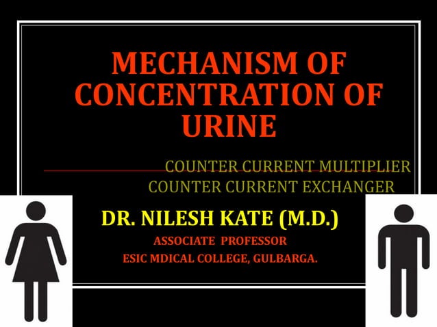 MECHANISM OF CONCENTRATION OF URINE | PPT | Endocrine and Metabolic ...