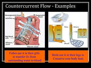 MECHANISM OF CONCENTRATION OF URINE | PPT