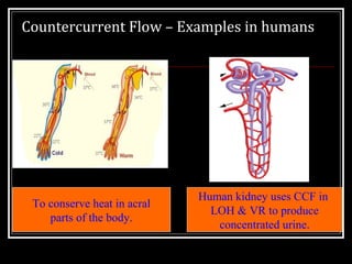 MECHANISM OF CONCENTRATION OF URINE | PPT