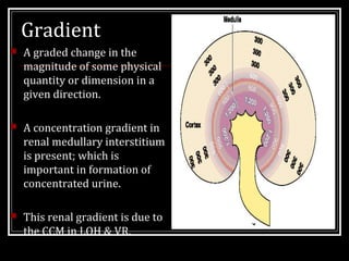 MECHANISM OF CONCENTRATION OF URINE | PPT