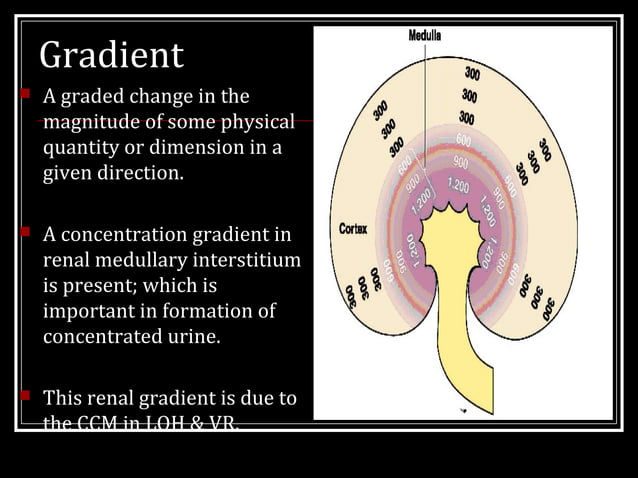 MECHANISM OF CONCENTRATION OF URINE | PPT | Endocrine and Metabolic ...