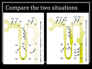 MECHANISM OF CONCENTRATION OF URINE | PPT
