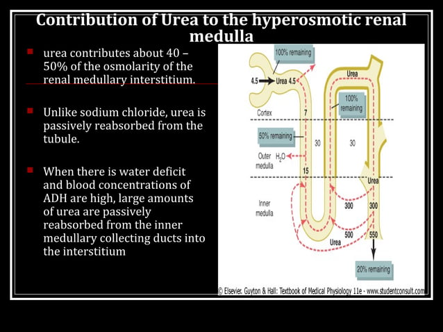 MECHANISM OF CONCENTRATION OF URINE | PPT | Endocrine and Metabolic ...