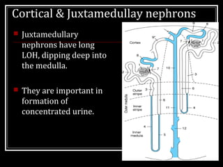 MECHANISM OF CONCENTRATION OF URINE | PPT