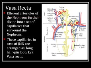 MECHANISM OF CONCENTRATION OF URINE | PPT