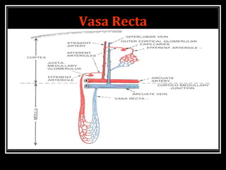 MECHANISM OF CONCENTRATION OF URINE | PPT