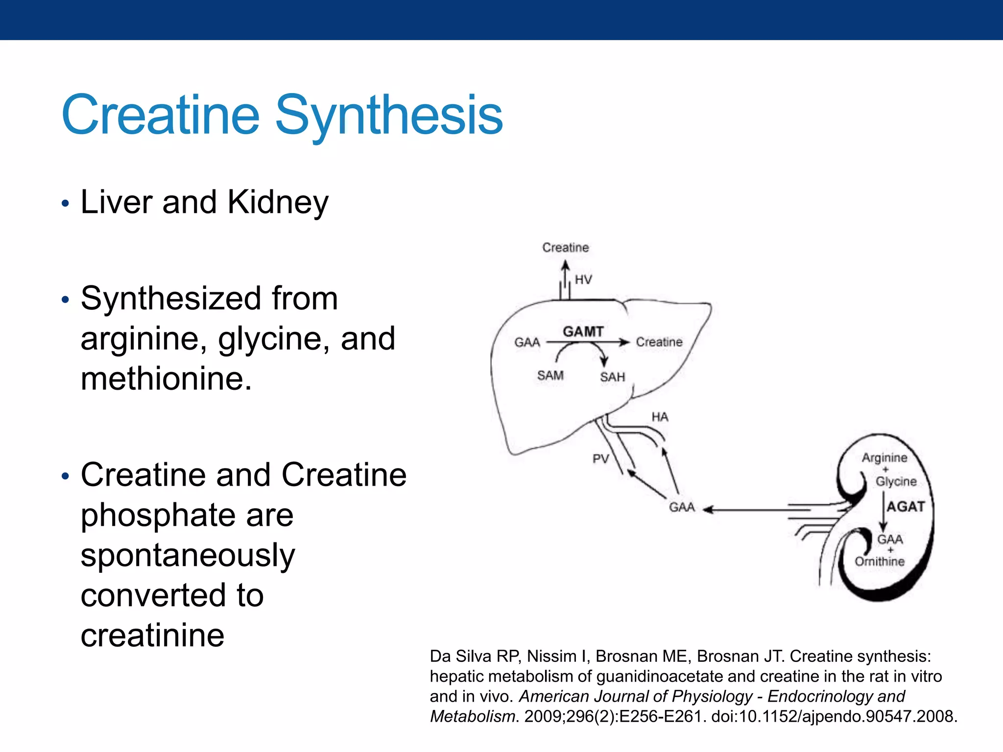 Mechanism of creatine | PPTX