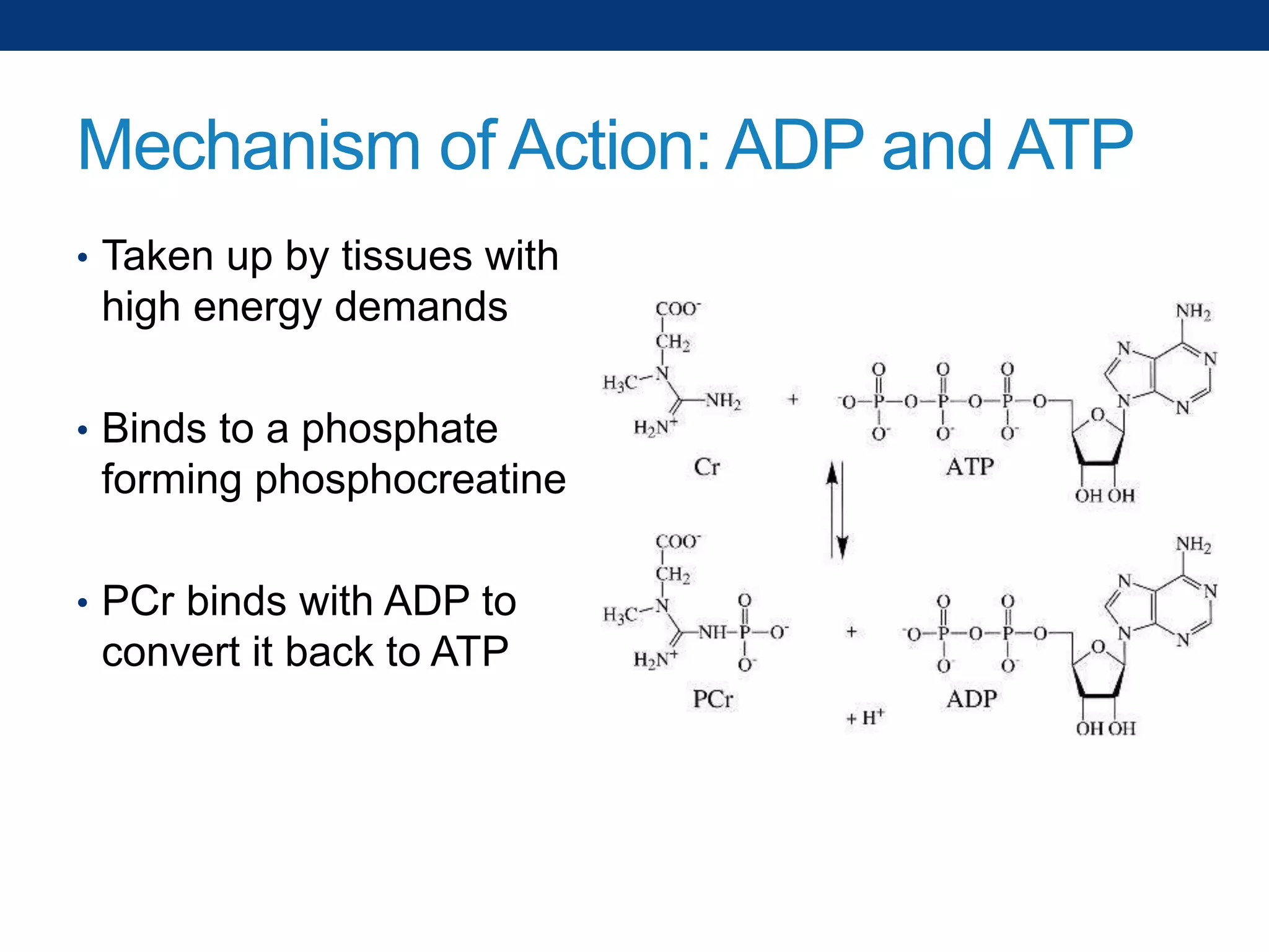 Mechanism of creatine | PPTX