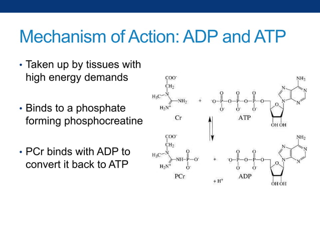 Mechanism of creatine | PPT