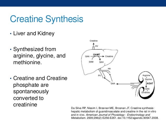 Mechanism of creatine