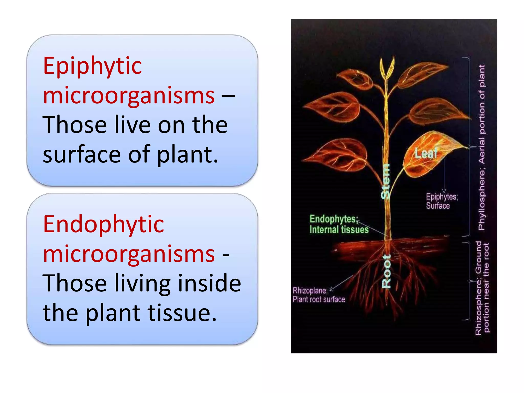 Mechanism of disease control by endophytes | PPTX