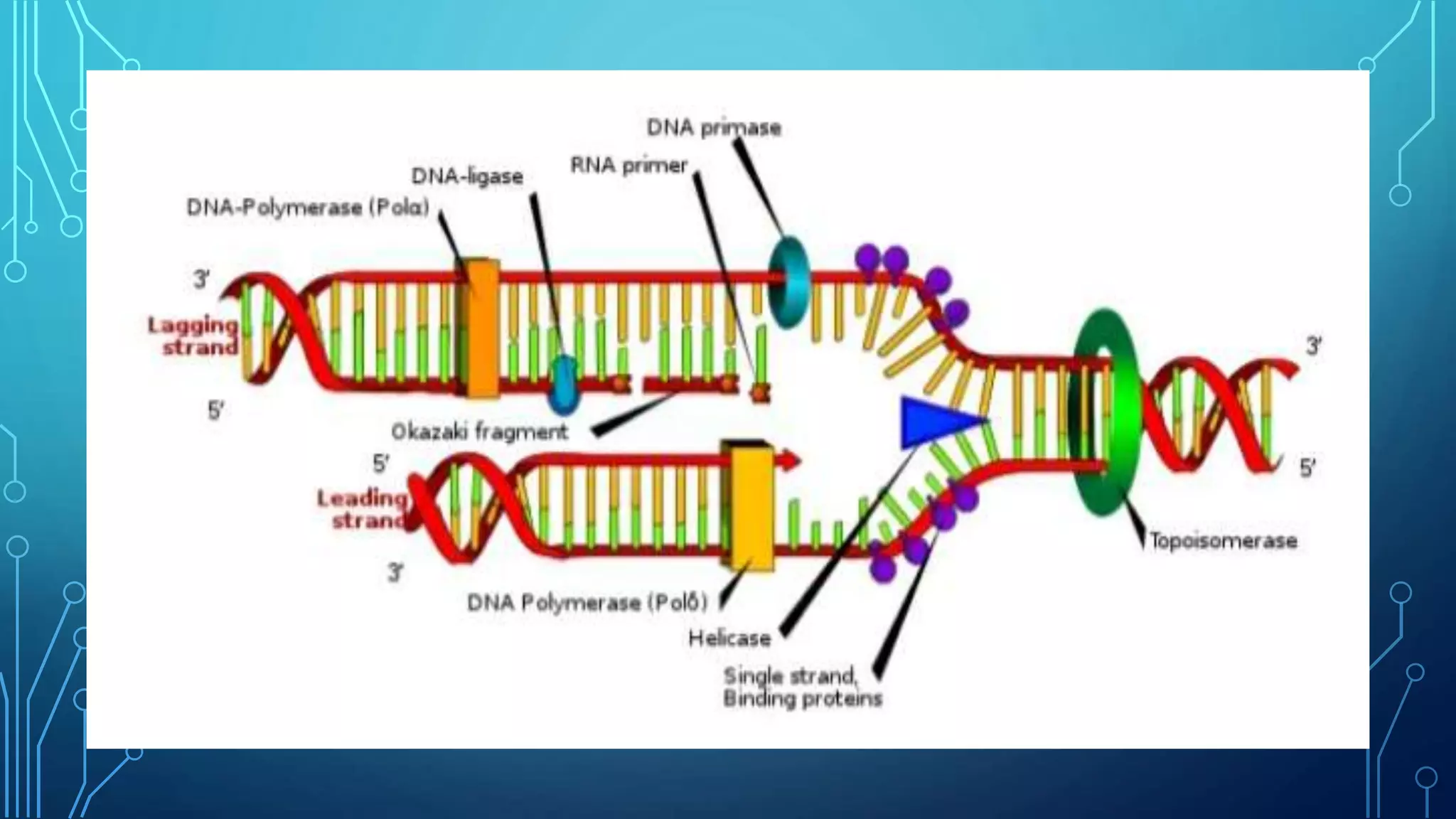 Mechanism of dna replication | PPTX