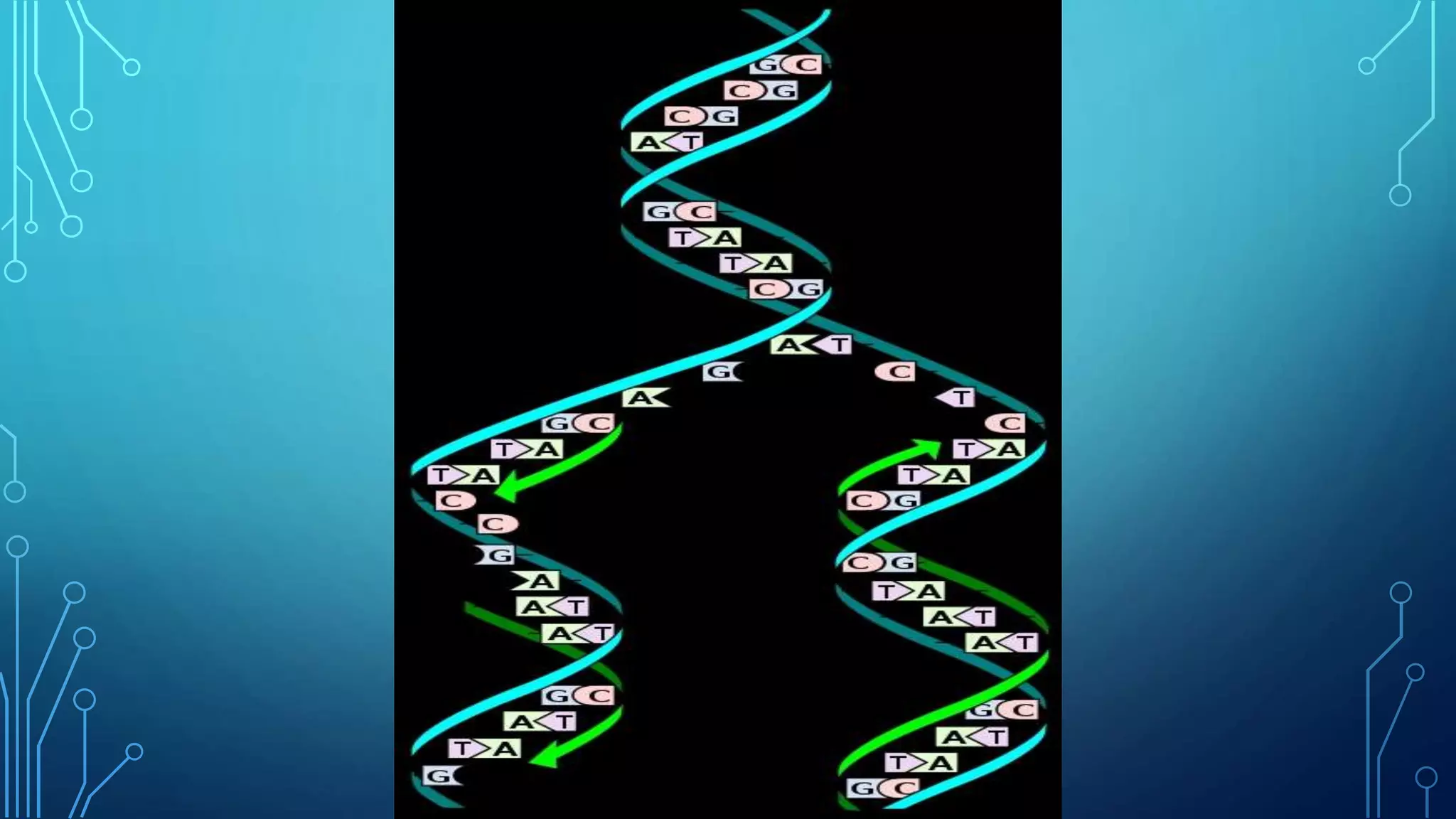 Mechanism of dna replication | PPTX