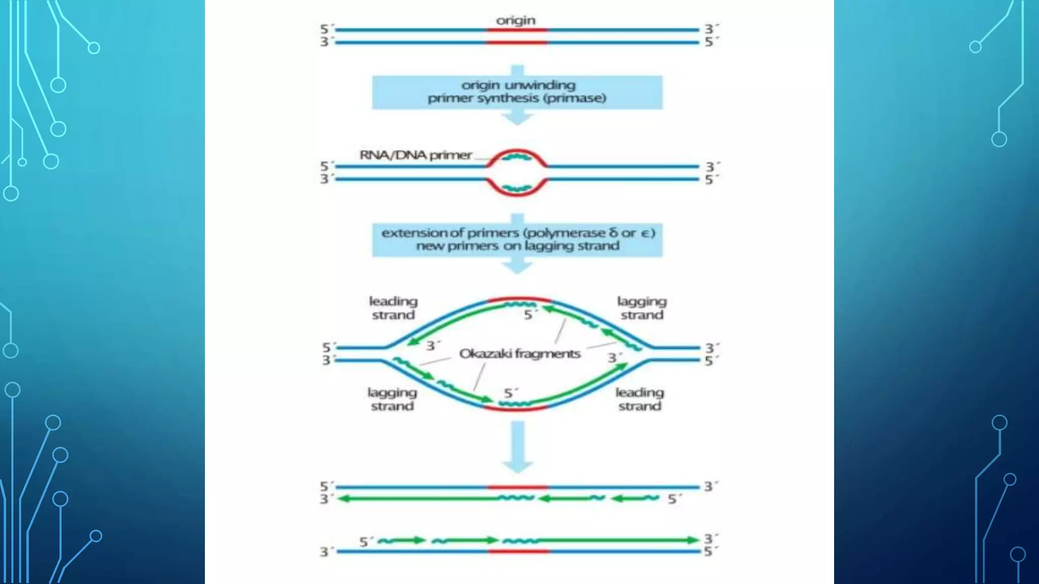 Mechanism of dna replication | PPTX