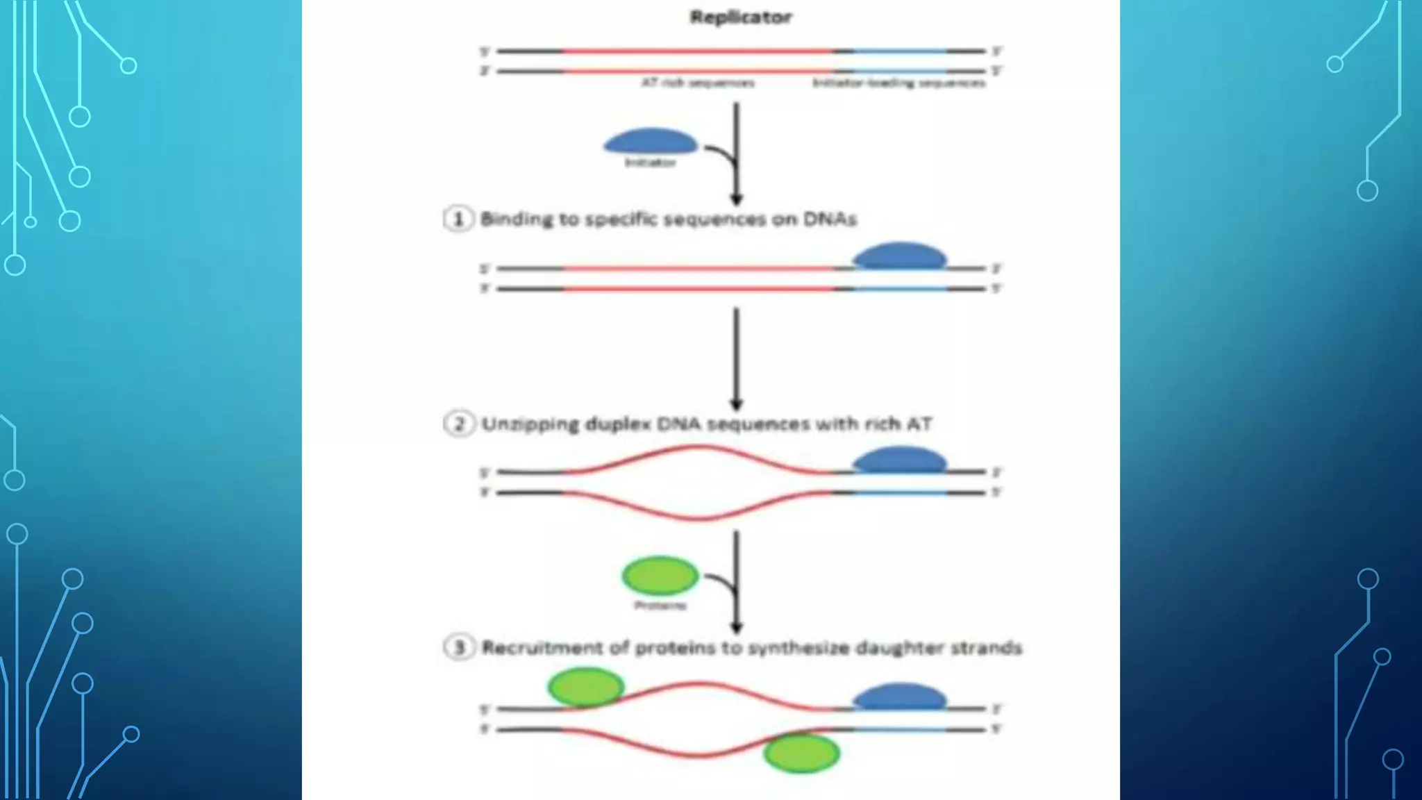 Mechanism of dna replication | PPTX
