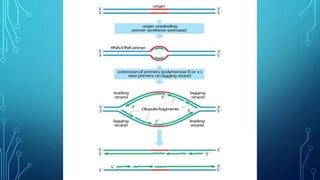 Mechanism of dna replication | PPTX