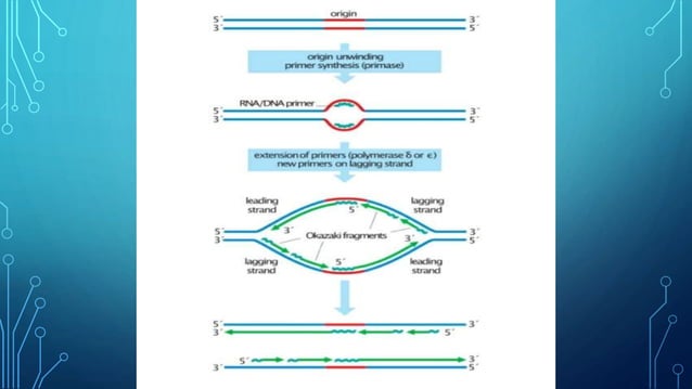 Mechanism of dna replication | PPTX | Chemistry | Science