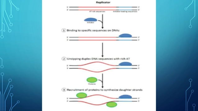 Mechanism of dna replication | PPTX | Chemistry | Science