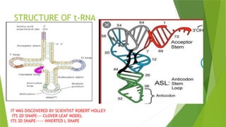 MECHANISM OF DNA REPLICATION.pptx thydrhtydrrdhdytr | PPTX