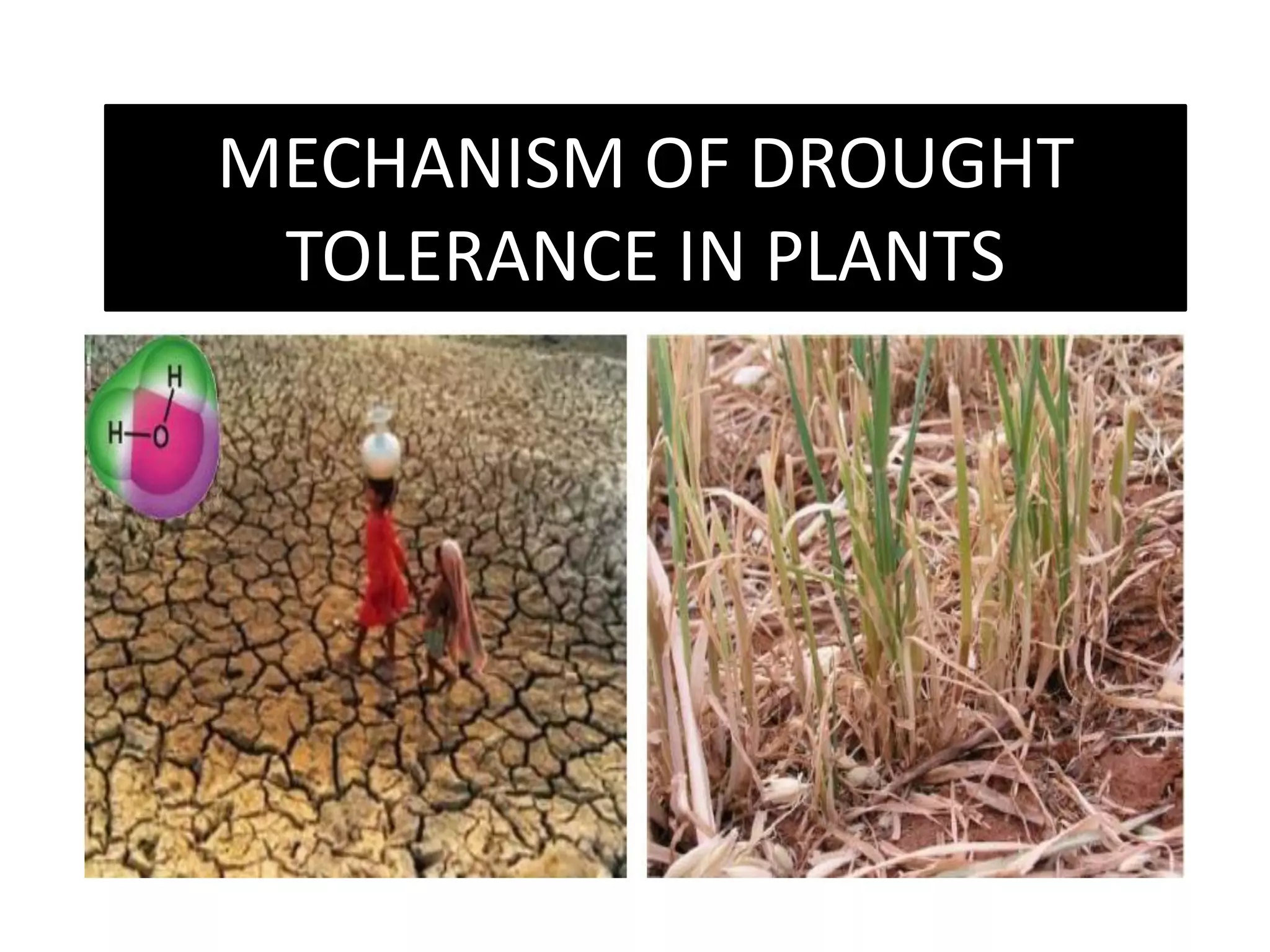 Mechanism of drought tolerence in plants | PDF