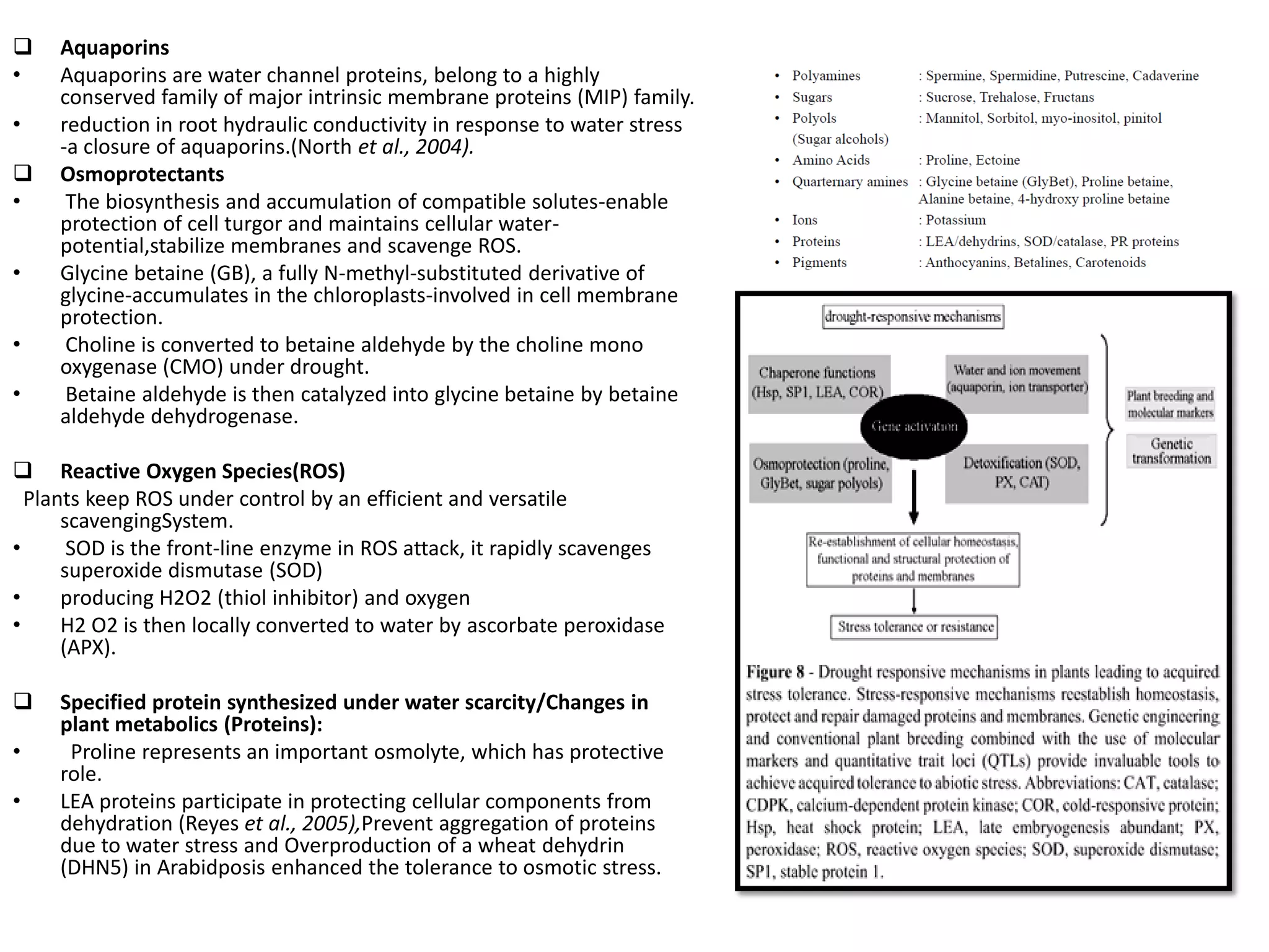 Mechanism of drought tolerence in plants | PDF