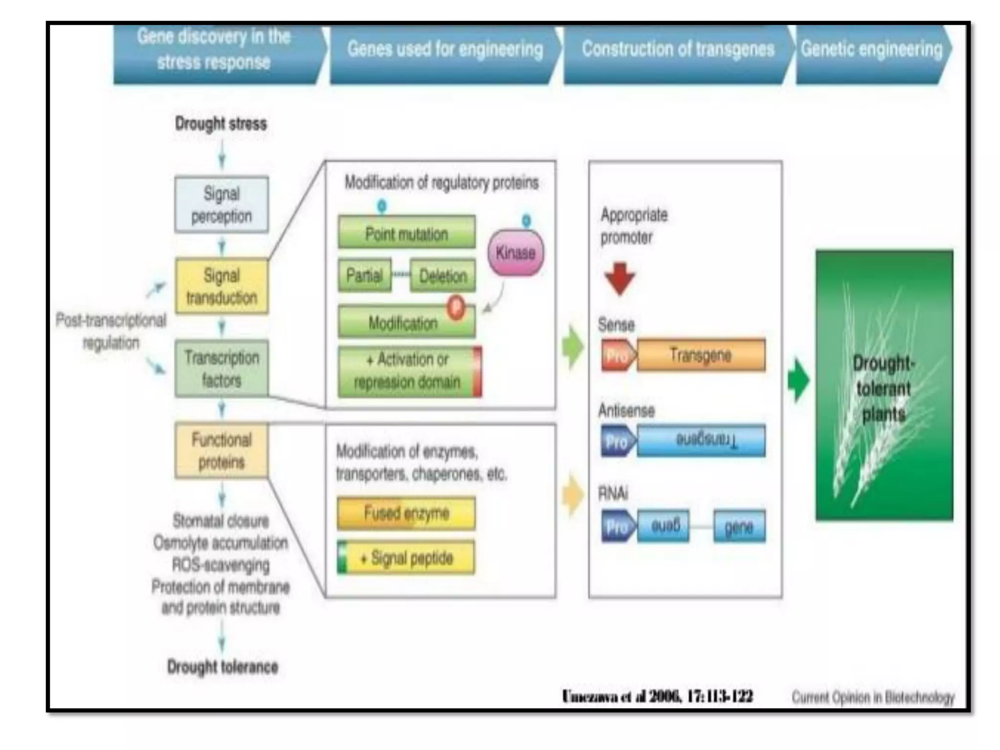 Mechanism of drought tolerence in plants | PDF