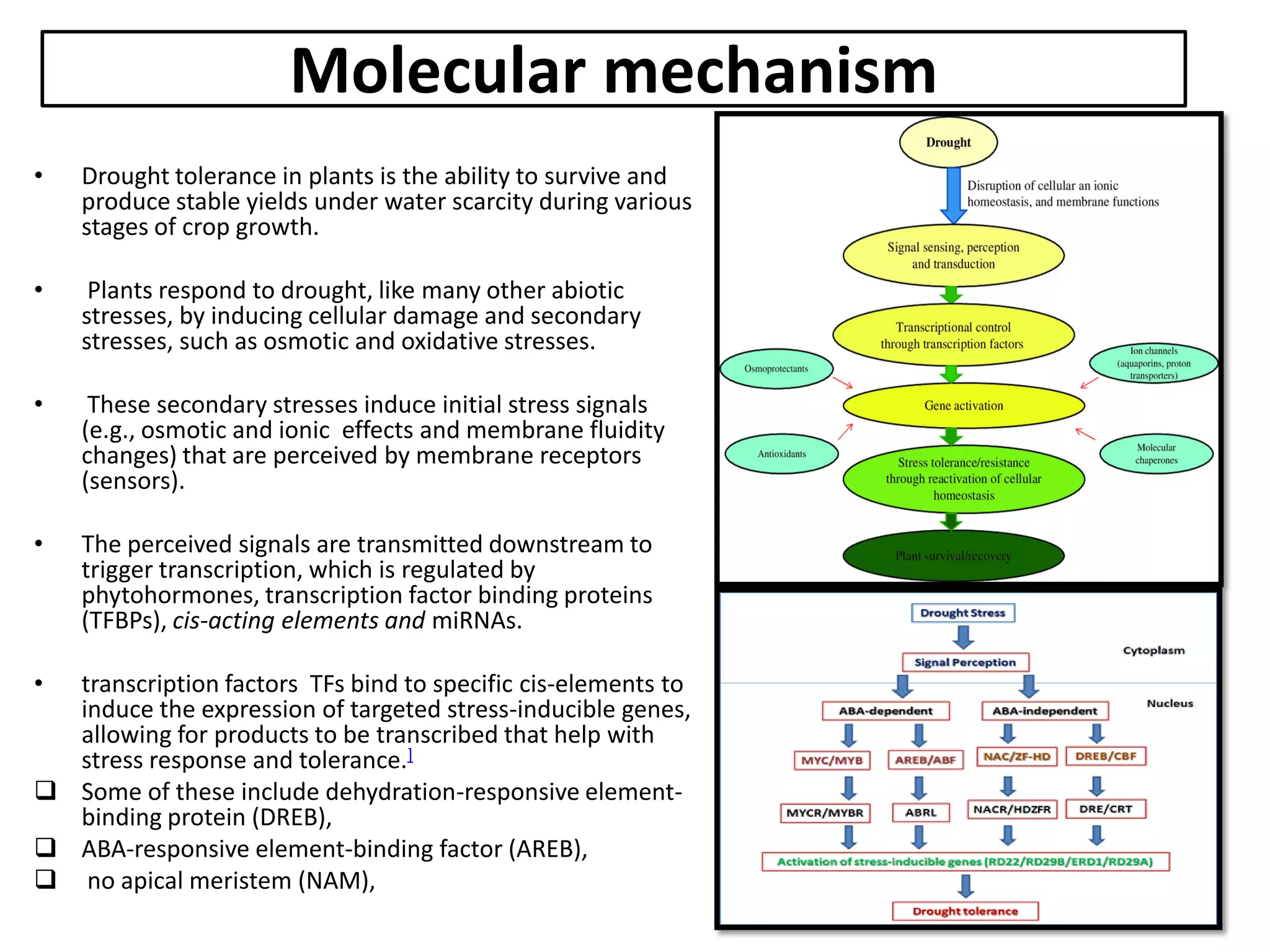 Mechanism of drought tolerence in plants | PDF