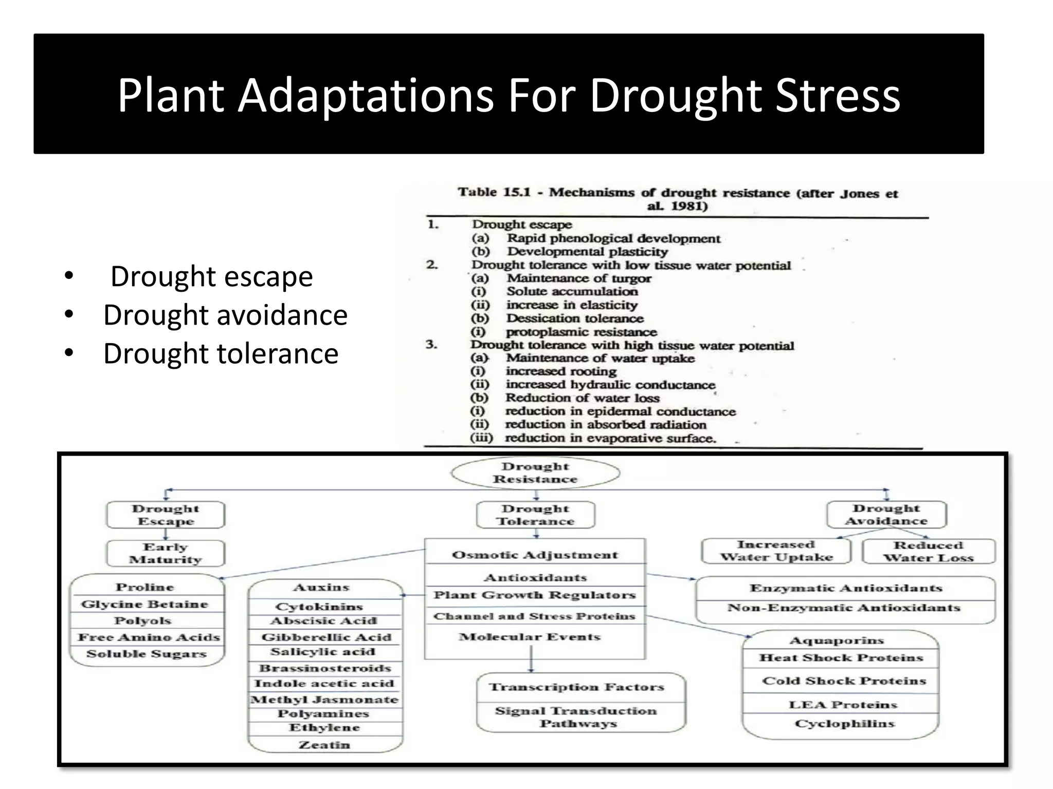 Mechanism of drought tolerence in plants | PDF