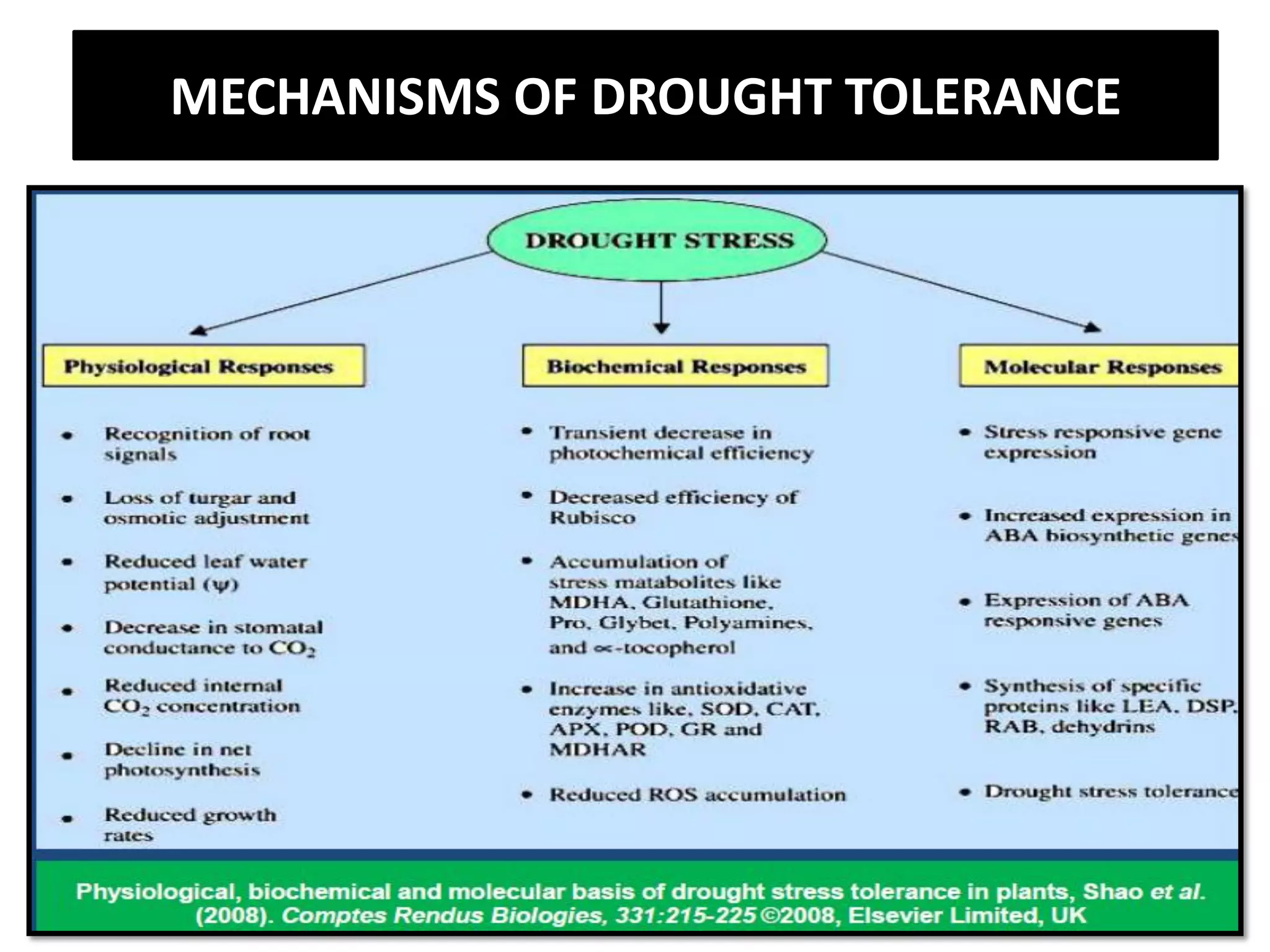 Mechanism of drought tolerence in plants | PDF
