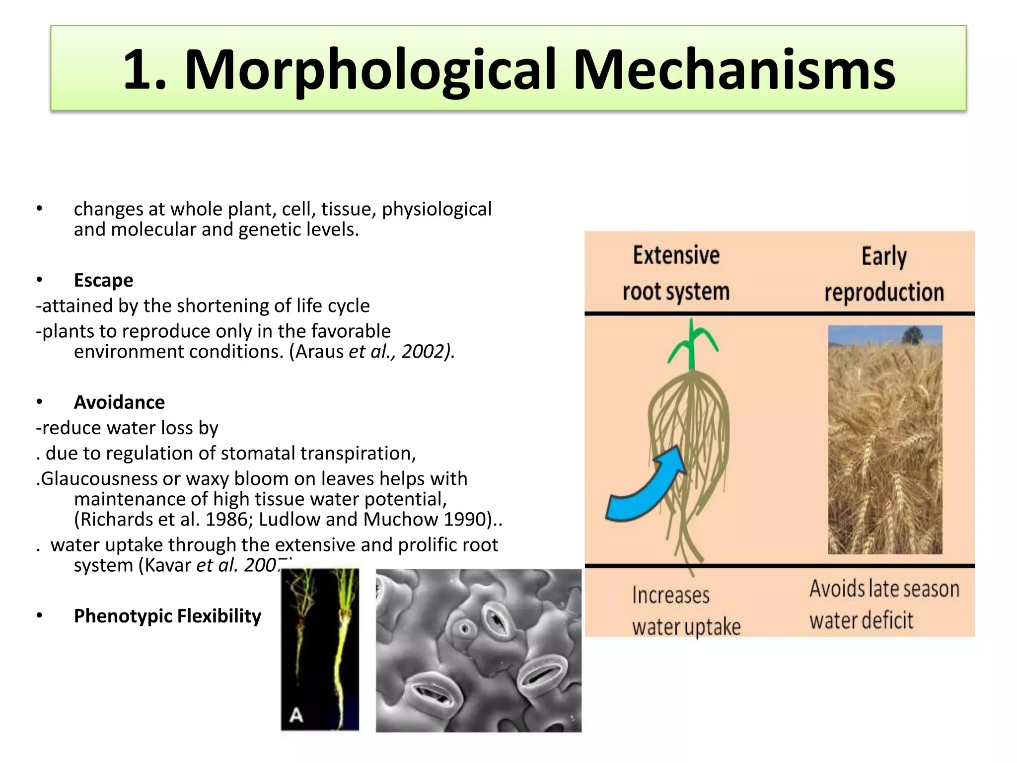 Mechanism of drought tolerence in plants | PDF