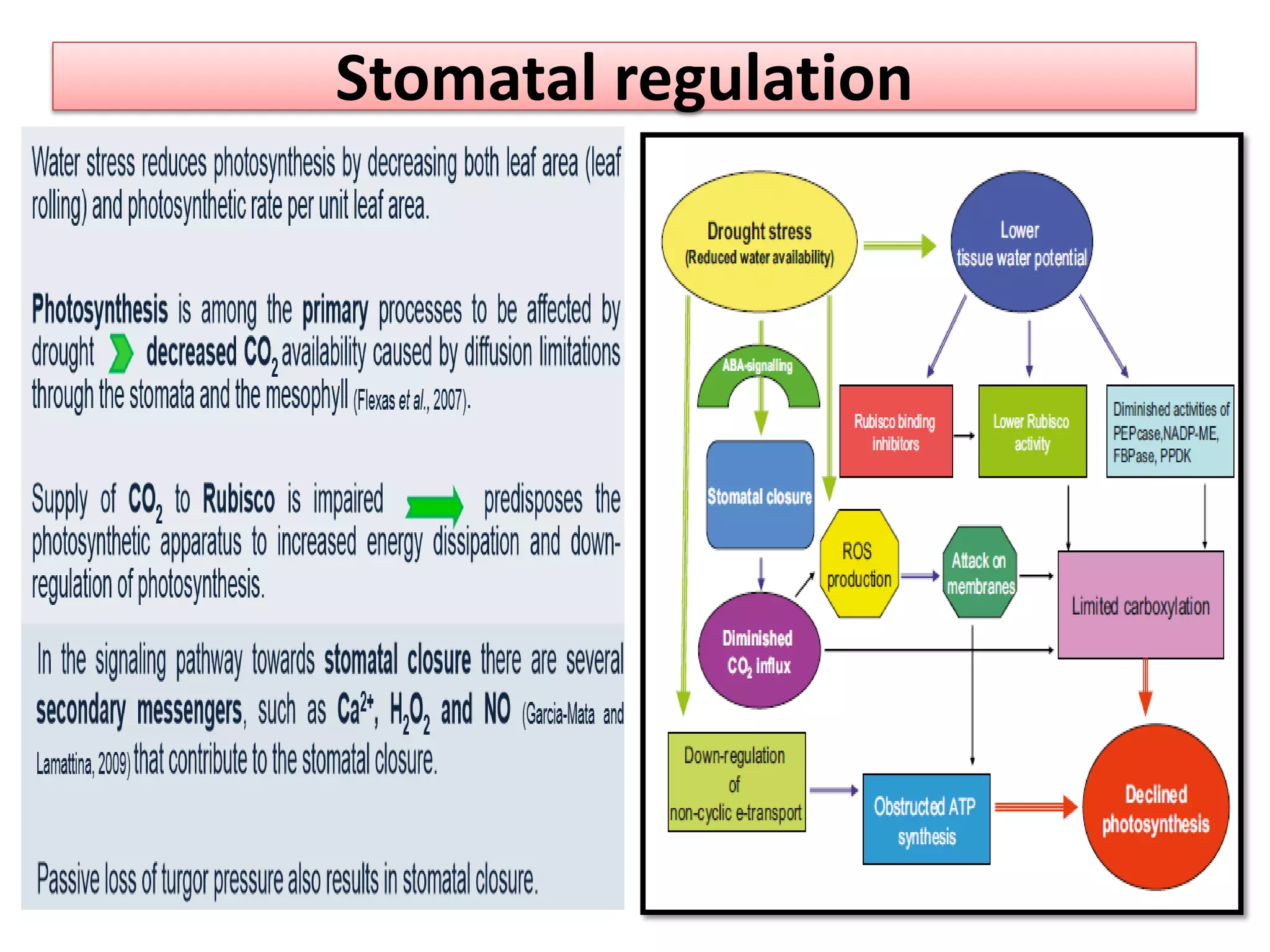 Mechanism of drought tolerence in plants | PDF