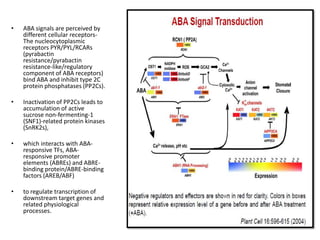 Mechanism of drought tolerence in plants | PDF