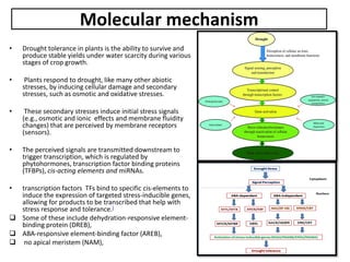 Mechanism of drought tolerence in plants | PDF | Agriculture | Industries