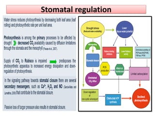 Mechanism of drought tolerence in plants | PDF | Agriculture | Industries